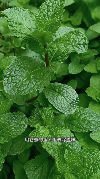 鱼香草图片长什么样_鱼香草功效与作用有哪些-第3张图片-山城妙识