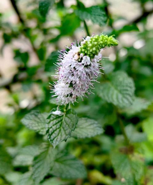 鱼香草图片长什么样_鱼香草功效与作用有哪些-第2张图片-山城妙识