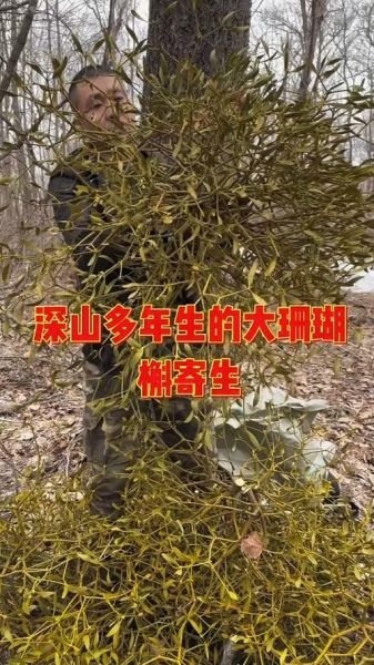 槲寄生功效与作用_槲寄生主治哪些病-第1张图片-山城妙识