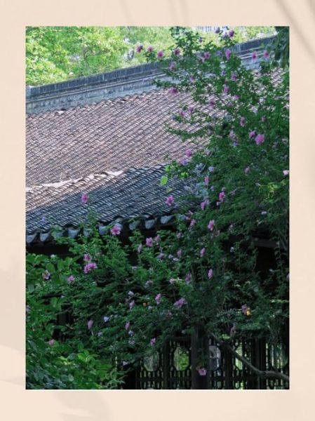 木槿花树图片_木槿花树长什么样-第3张图片-山城妙识