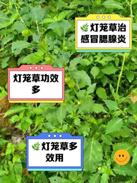 灯笼草的功效与作用_灯笼草可以泡水喝吗-第1张图片-山城妙识 灯笼草的功效与作用_灯笼草可以泡水喝吗-第1张图片-山城妙识
