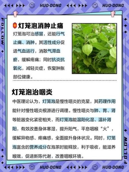 灯笼草的功效与作用_灯笼草可以泡水喝吗-第2张图片-山城妙识 灯笼草的功效与作用_灯笼草可以泡水喝吗-第2张图片-山城妙识