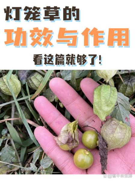 灯笼草的功效与作用_灯笼草可以泡水喝吗-第3张图片-山城妙识 灯笼草的功效与作用_灯笼草可以泡水喝吗-第3张图片-山城妙识