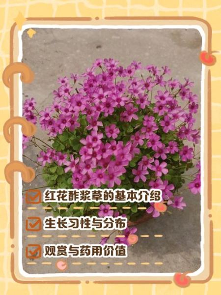 红花酢浆草怎么养_红花酢浆草花期多久-第2张图片-山城妙识