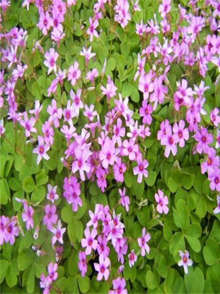 红花酢浆草怎么养_红花酢浆草花期多久-第1张图片-山城妙识