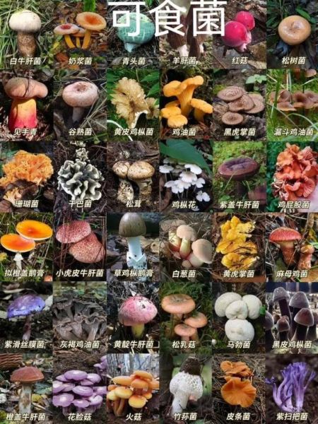 野生菌菇图片大全_如何辨别可食用与有毒-第2张图片-山城妙识
