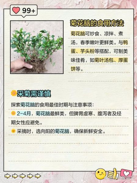 菊花脑的功效与作用_菊花脑怎么吃-第1张图片-山城妙识