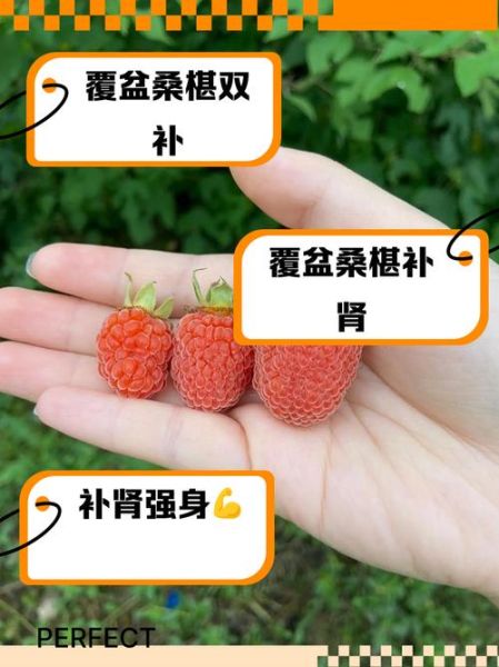 桑椹的功效与作用_桑椹的副作用有哪些-第3张图片-山城妙识