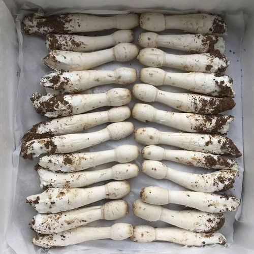 鸡腿菇和杏鲍菇的区别_哪个更好吃-第2张图片-山城妙识