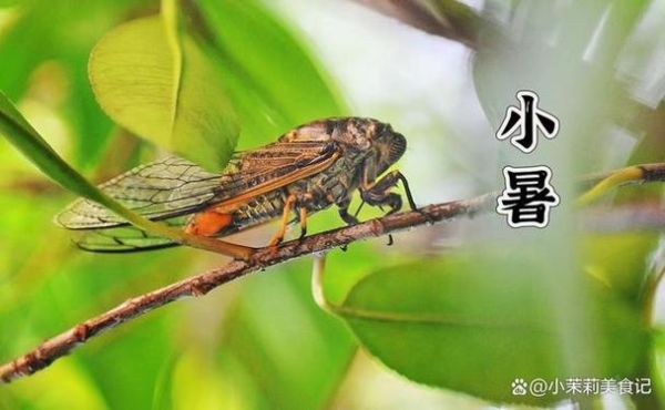 小暑是入伏吗_入伏从哪天开始算-第3张图片-山城妙识