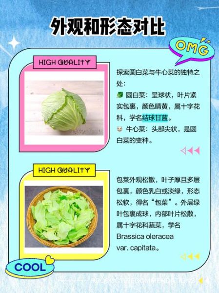 圆白菜和包菜的区别_圆白菜和包菜哪个更好吃-第1张图片-山城妙识
