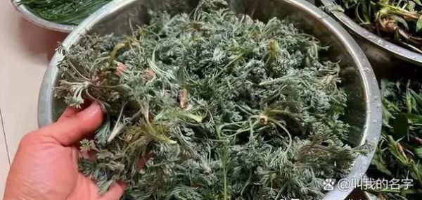 野生苦麻菜图片_如何识别真假苦麻菜-第1张图片-山城妙识