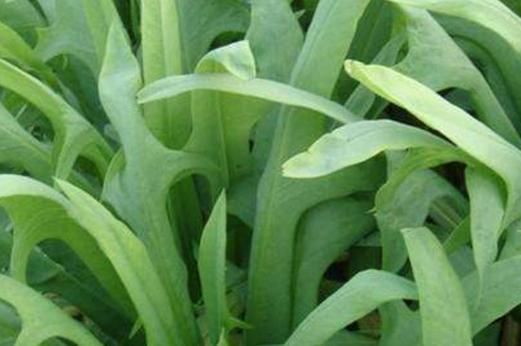 野生苦麻菜图片_如何识别真假苦麻菜-第2张图片-山城妙识