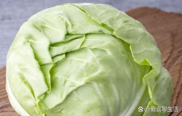 圆白菜和包菜的区别_圆白菜和包菜哪个更好吃-第3张图片-山城妙识