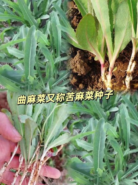 野生苦麻菜图片_如何识别真假苦麻菜-第3张图片-山城妙识