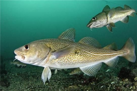淡水鳕鱼图片大全集_淡水鳕鱼长什么样-第1张图片-山城妙识