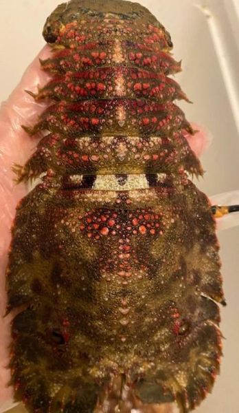 琵琶虾活体怎么保存_琵琶虾活体价格多少钱一斤-第1张图片-山城妙识 琵琶虾活体怎么保存_琵琶虾活体价格多少钱一斤-第1张图片-山城妙识