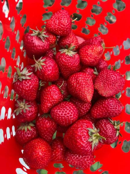 草莓图片水果_草莓是热性还是凉性-第2张图片-山城妙识