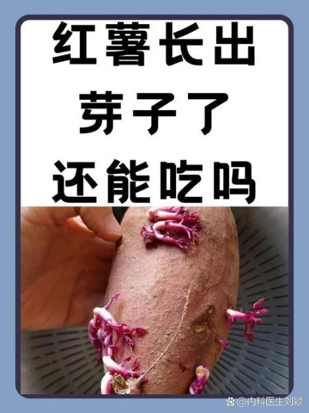 地瓜发芽还能吃吗_地瓜发芽有毒吗-第1张图片-山城妙识