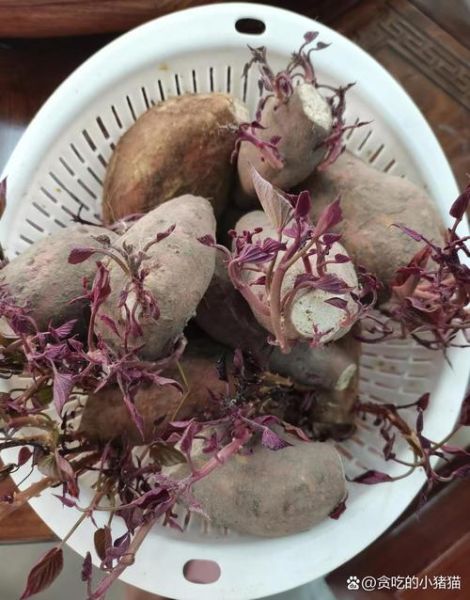 地瓜发芽还能吃吗_地瓜发芽有毒吗-第3张图片-山城妙识