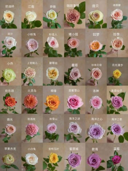 1000种花名大全_哪些花最适合新手-第1张图片-山城妙识