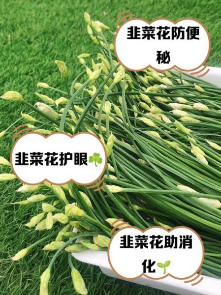 韭菜花的功效与作用_韭菜花怎么吃最好-第1张图片-山城妙识