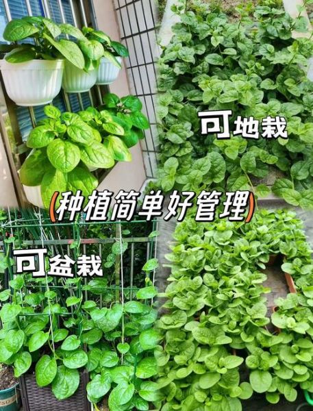 大叶木耳菜怎么种_大叶木耳菜和木耳菜区别-第1张图片-山城妙识