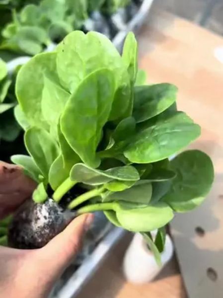 大叶木耳菜怎么种_大叶木耳菜和木耳菜区别-第2张图片-山城妙识