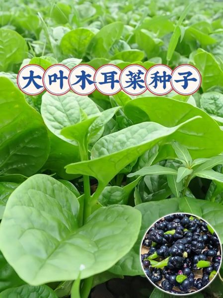 大叶木耳菜怎么种_大叶木耳菜和木耳菜区别-第3张图片-山城妙识