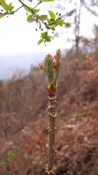 刺嫩芽图片怎么识别_刺嫩芽和香椿区别-第2张图片-山城妙识