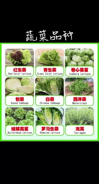 蔬菜名字大全_蔬菜种类有哪些-第2张图片-山城妙识