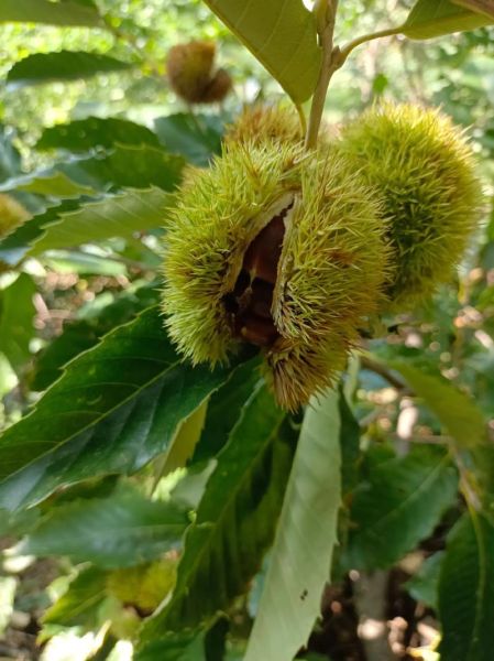 水煮板栗怎么煮好吃_水煮板栗的做法窍门-第3张图片-山城妙识