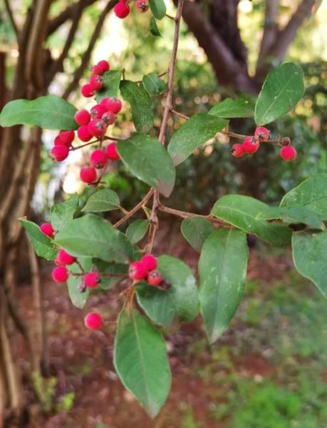 牛筋木是什么木材_牛筋木价格多少钱一方-第3张图片-山城妙识