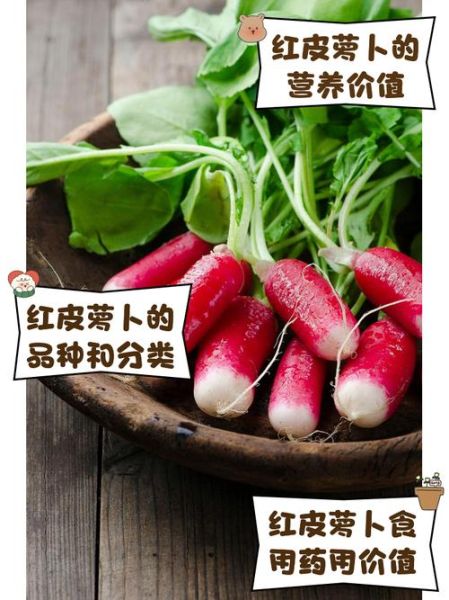 红皮萝卜的营养价值_红皮萝卜怎么吃最营养-第3张图片-山城妙识