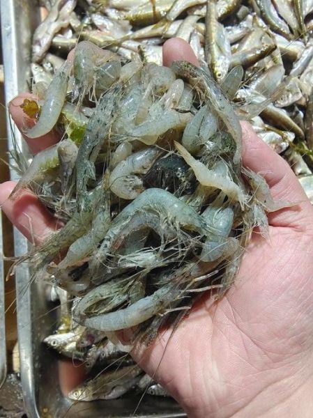 青虾图片高清_青虾怎么挑选最新鲜-第3张图片-山城妙识