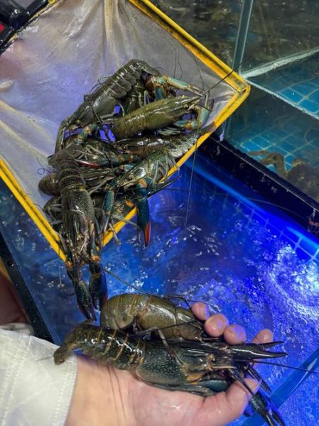 奥龙是什么_奥龙多少钱一斤-第1张图片-山城妙识