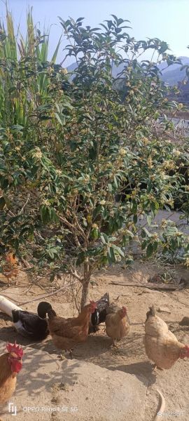 桂花树价格多少钱一棵_桂花树价格表2024-第1张图片-山城妙识 桂花树价格多少钱一棵_桂花树价格表2024-第1张图片-山城妙识