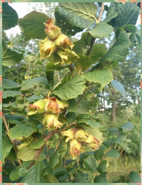 榛子树苗几年结果_如何提高挂果速度-第1张图片-山城妙识 榛子树苗几年结果_如何提高挂果速度-第1张图片-山城妙识