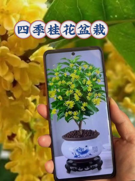 桂花树价格多少钱一棵_桂花树价格表2024-第2张图片-山城妙识 桂花树价格多少钱一棵_桂花树价格表2024-第2张图片-山城妙识