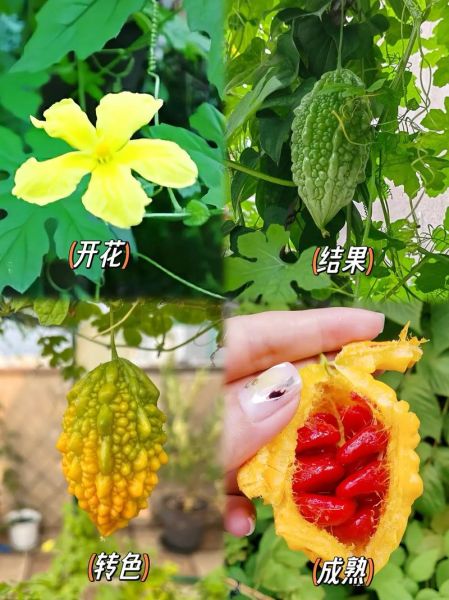 赖葡萄和苦瓜的区别_哪个更苦-第2张图片-山城妙识 赖葡萄和苦瓜的区别_哪个更苦-第2张图片-山城妙识