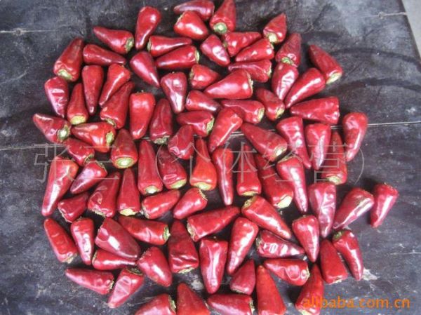 子弹头辣椒辣不辣_子弹头辣椒怎么种-第2张图片-山城妙识 子弹头辣椒辣不辣_子弹头辣椒怎么种-第2张图片-山城妙识