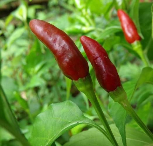 子弹头辣椒辣不辣_子弹头辣椒怎么种-第1张图片-山城妙识 子弹头辣椒辣不辣_子弹头辣椒怎么种-第1张图片-山城妙识