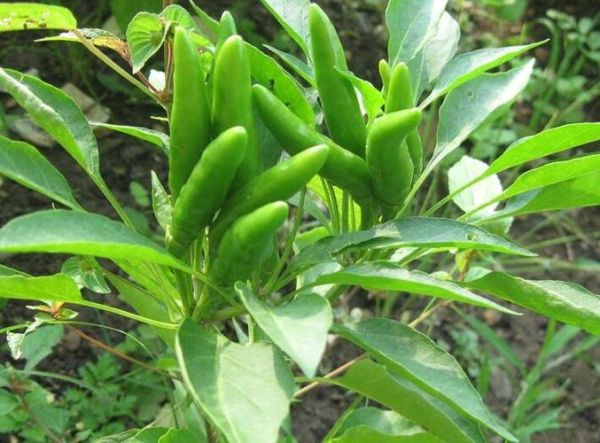 子弹头辣椒辣不辣_子弹头辣椒怎么种-第3张图片-山城妙识 子弹头辣椒辣不辣_子弹头辣椒怎么种-第3张图片-山城妙识