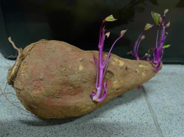 发芽的红薯能吃吗_有毒吗-第1张图片-山城妙识