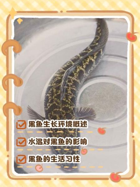 黑鱼寿命有多长_黑鱼能活多少年-第3张图片-山城妙识