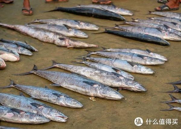 鲅鱼和马鲛鱼哪个贵_价格差异原因-第1张图片-山城妙识