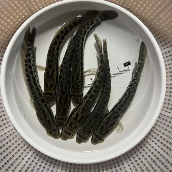 黑鱼寿命有多长_黑鱼能活多少年-第2张图片-山城妙识