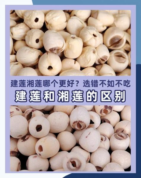 湘莲子有什么功效_湘莲子怎么吃最养人-第2张图片-山城妙识