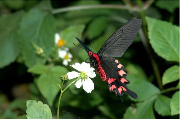 直播黄台app凤蝶怎么下载_凤蝶直播安全吗-第3张图片-山城妙识 直播黄台app凤蝶怎么下载_凤蝶直播安全吗-第3张图片-山城妙识