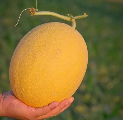 黄金哈密瓜的功效与作用_怎么吃最营养-第1张图片-山城妙识